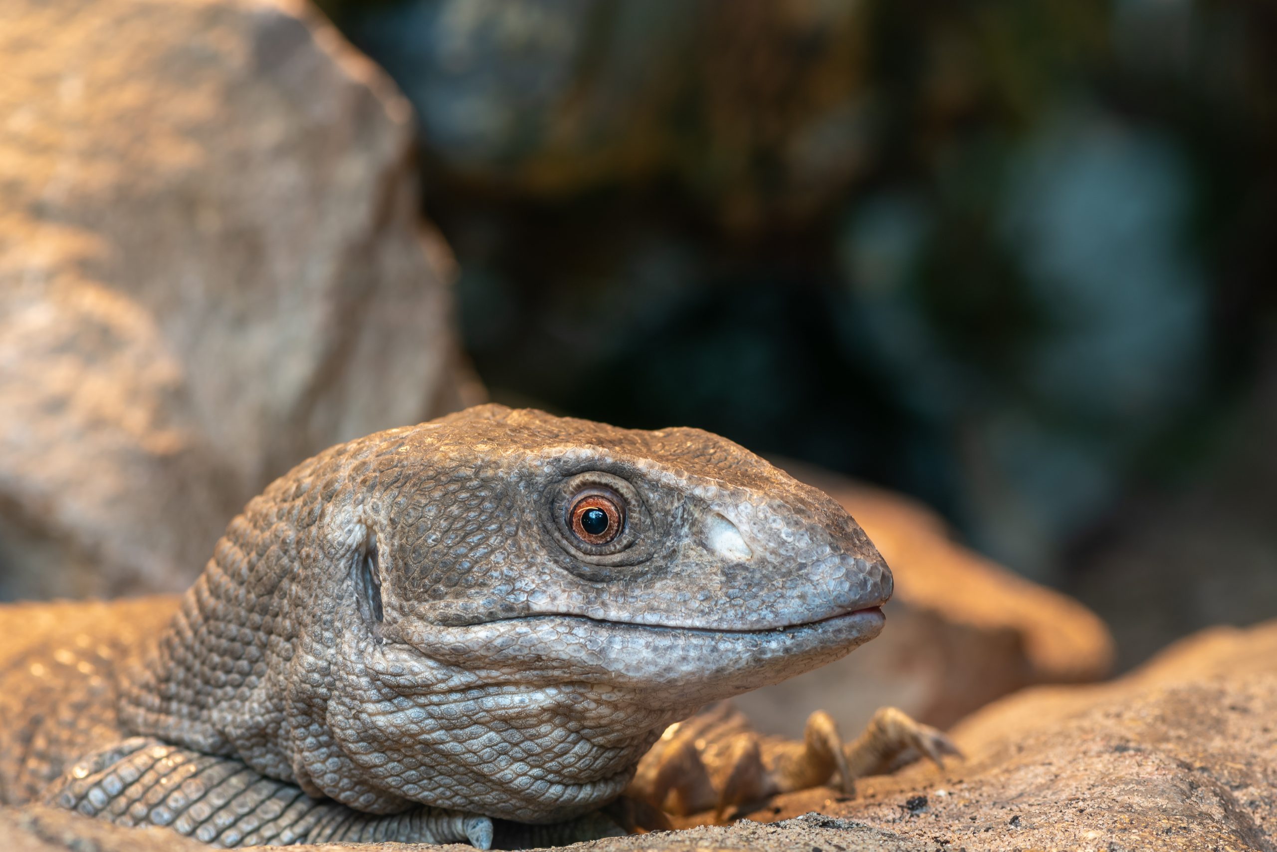 8 Signs Your Savannah Monitor Is Stressed - Reptile Craze