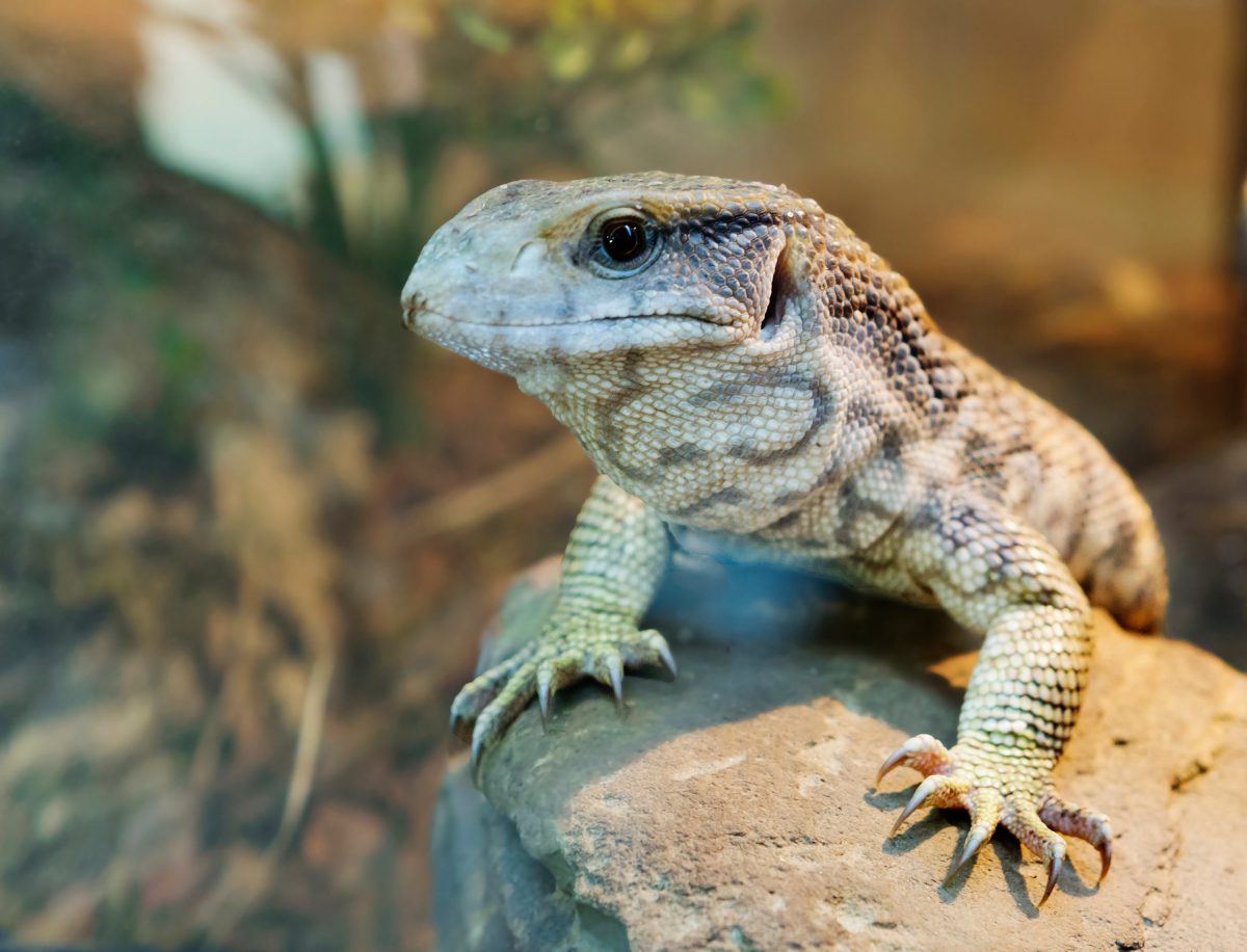 Are Savannah Monitors Dangerous? - Reptile Craze