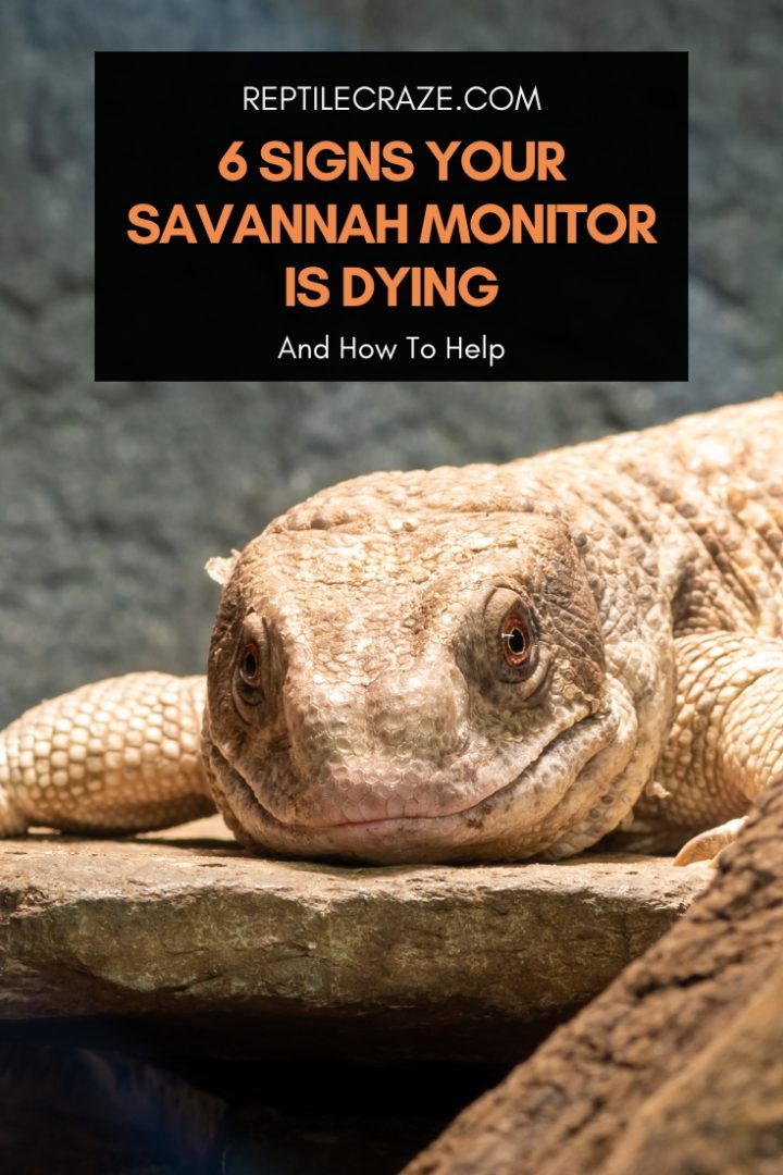 6 Signs Your Savannah Monitor Is Dying - Reptile Craze
