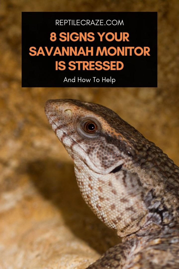 8 Signs Your Savannah Monitor Is Stressed - Reptile Craze