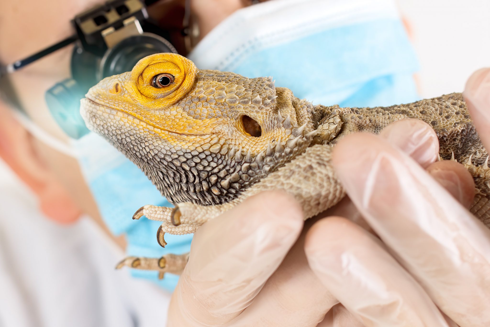 Bearded Dragon Eye Bulging: Causes And When To Worry - Reptile Craze