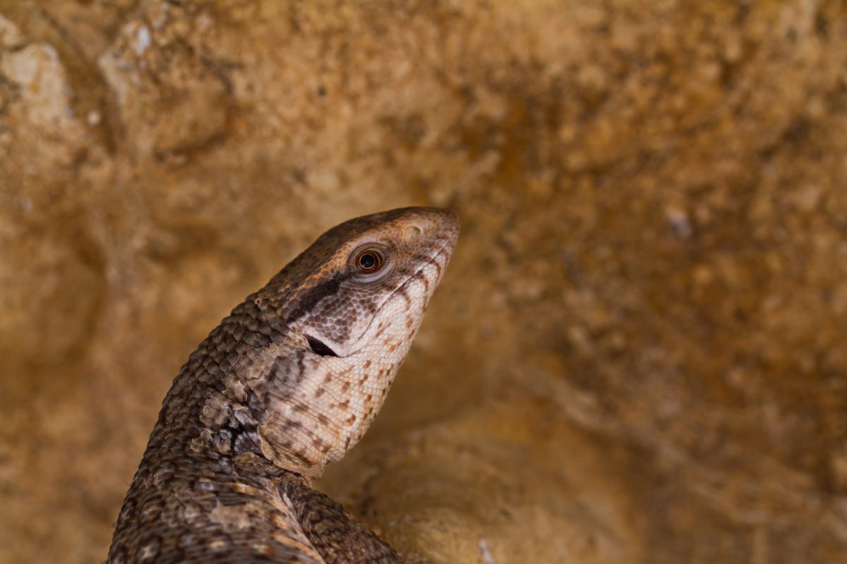 How To Handle Savannah Monitors Correctly - Reptile Craze