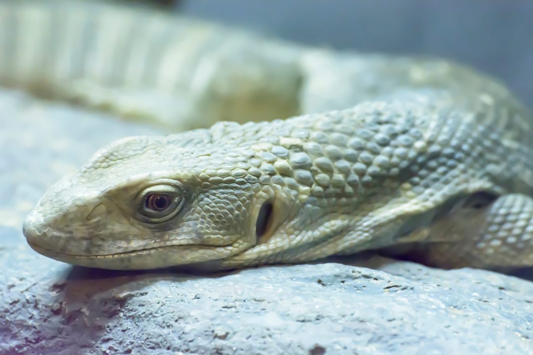 Savannah Monitor Care Guide: Housing, Diet, Facts - Reptile Craze