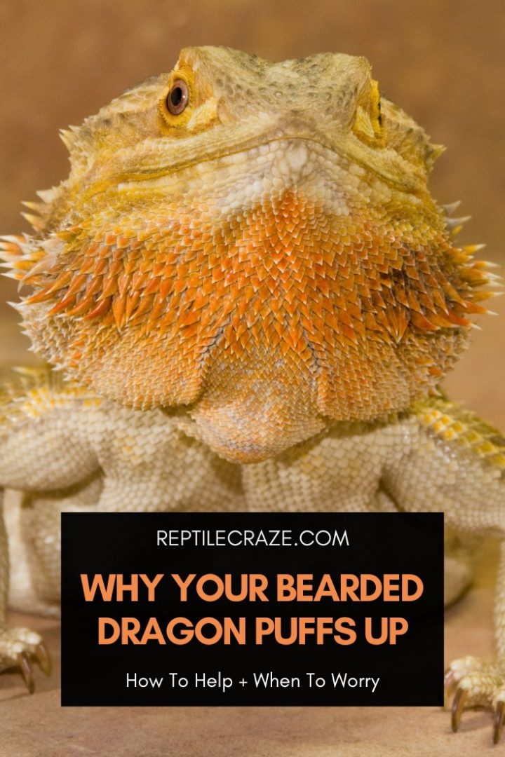 Why Bearded Dragons Puff Up When To Worry Reptile Craze