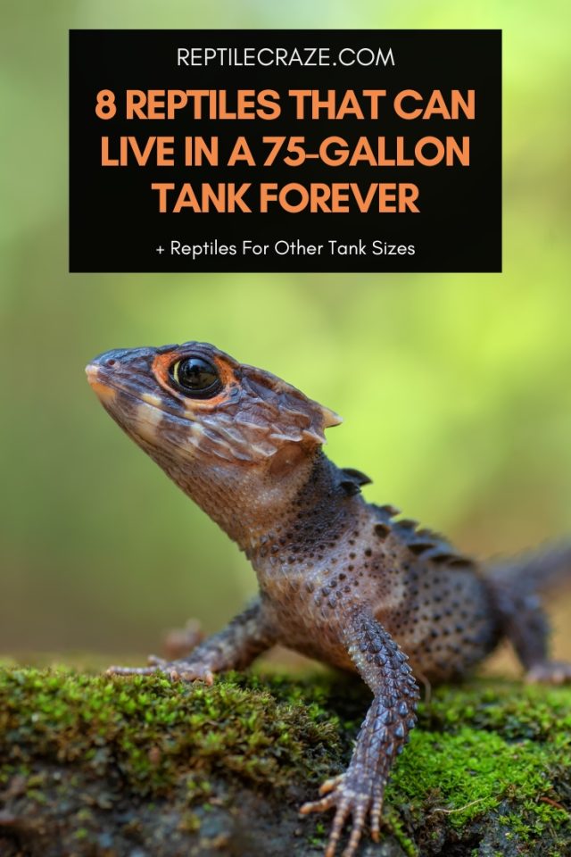 8 Reptiles That Can Live In A 75-Gallon Tank Forever - Reptile Craze