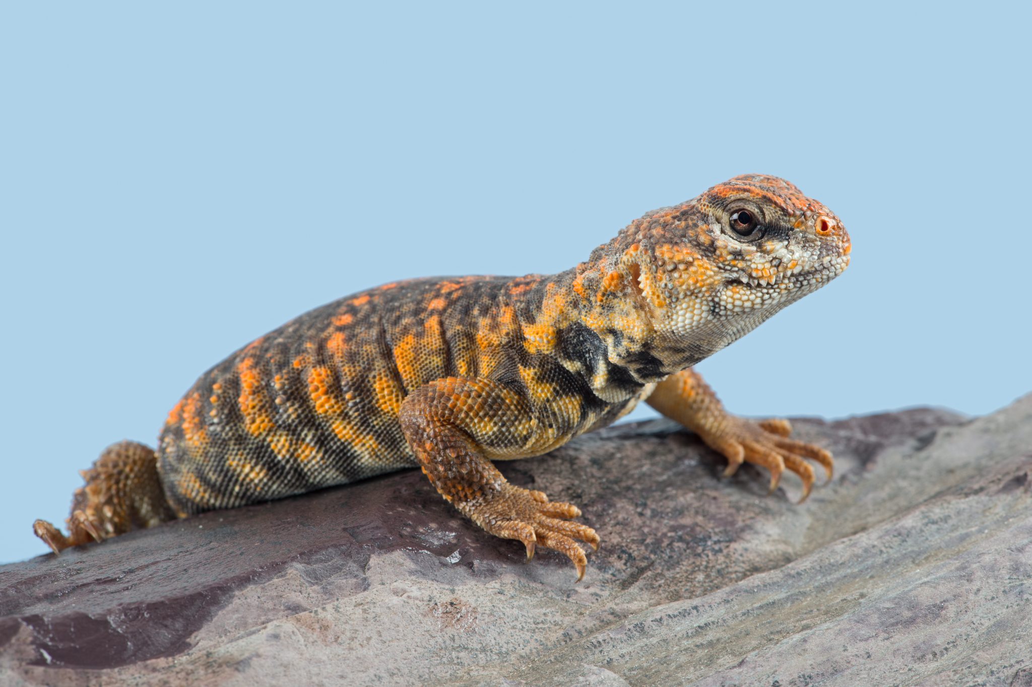 8 Reptiles That Can Live In A 75-Gallon Tank Forever - Reptile Craze