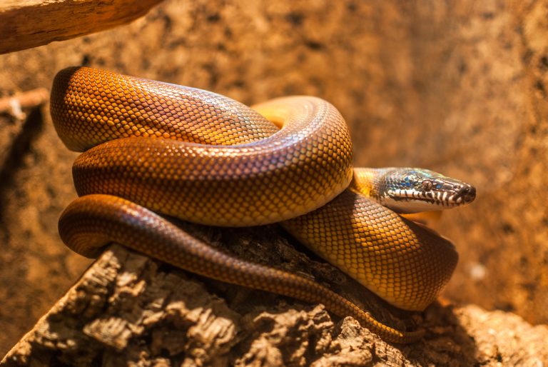 White Lipped Python Care Guide: Habitat, Diet, Facts - Reptile Craze