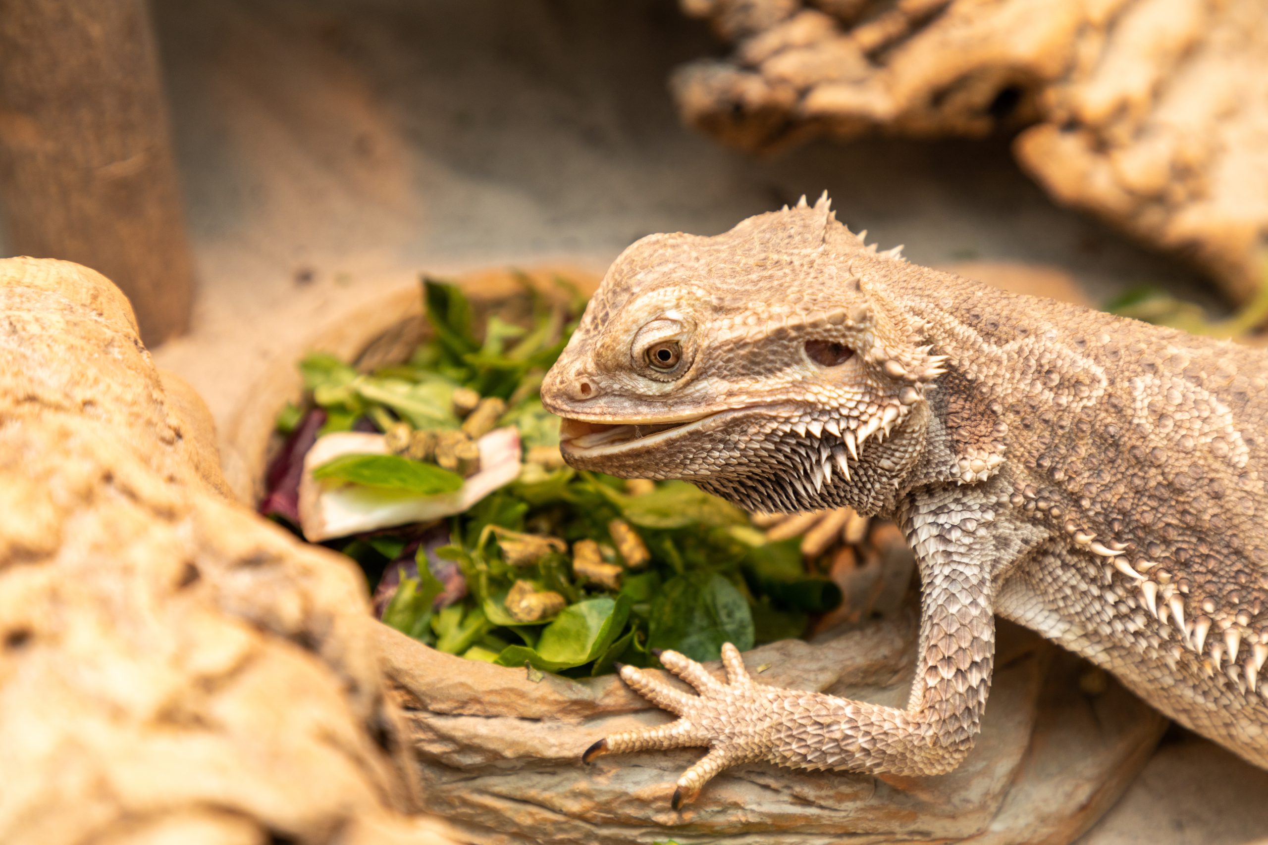Why Your Bearded Dragon Is Throwing Up And What To Do Now - Reptile Craze