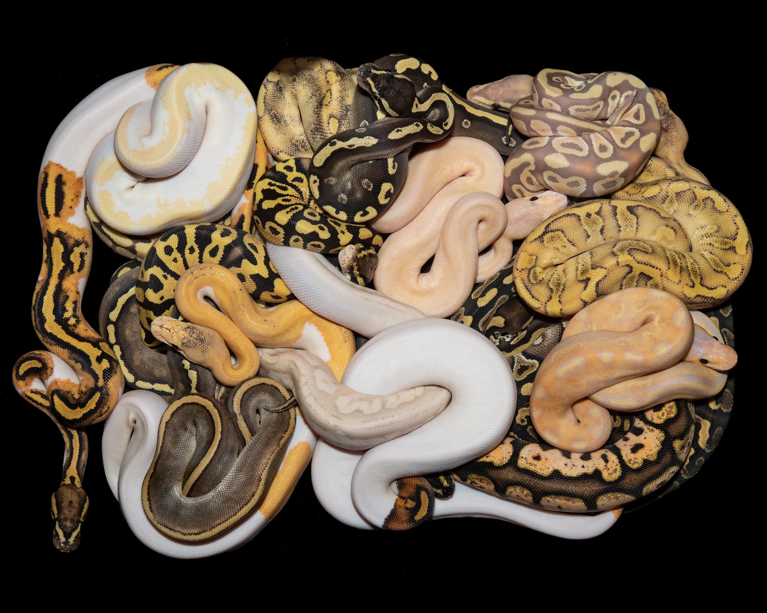 Ball Python Care Guide: Diet, Enclosure, Behavior - Reptile Craze