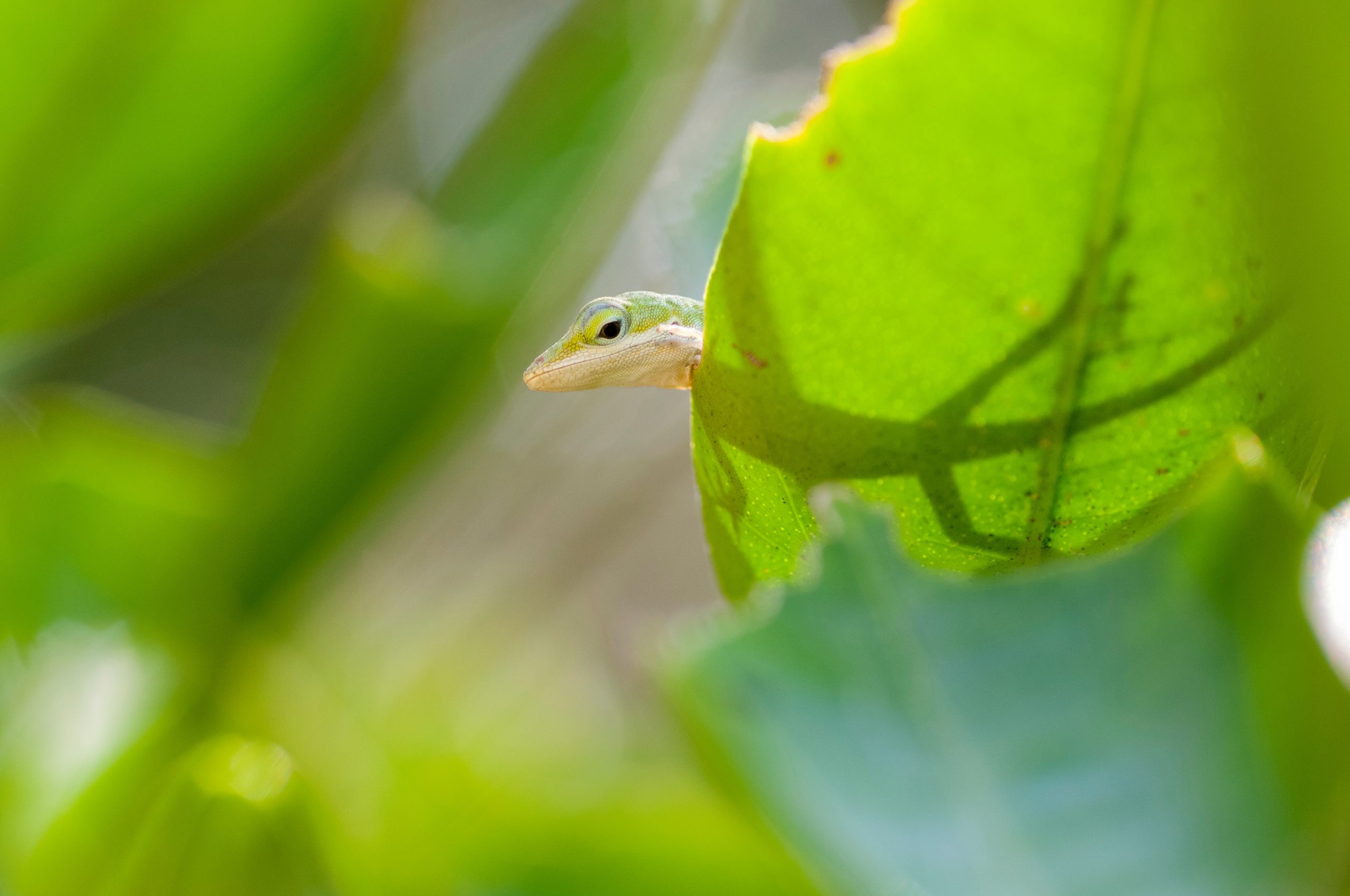 How to Tell That Your Green Anole Is Pregnant - Reptile Craze