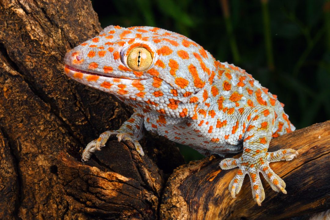 Tokay Gecko Care Guide And Species Profile - Reptile Craze