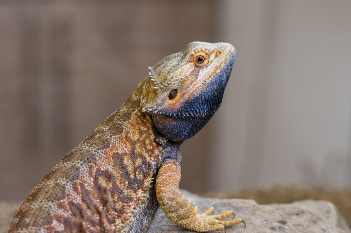 12 Reasons Why Your Bearded Dragon Has A Black Beard - Reptile Craze