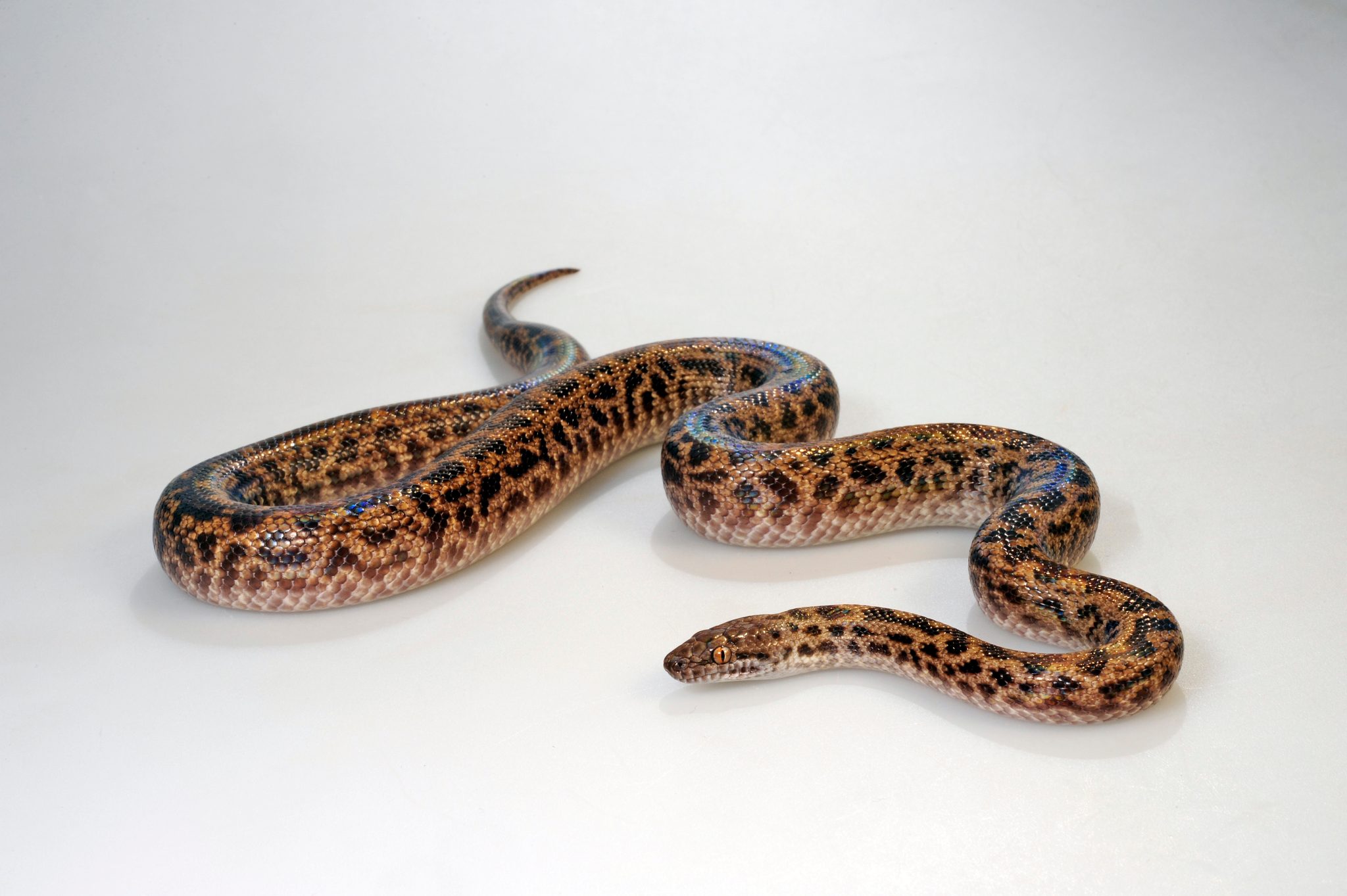8 Reptiles That Can Live In A 75-Gallon Tank Forever - Reptile Craze