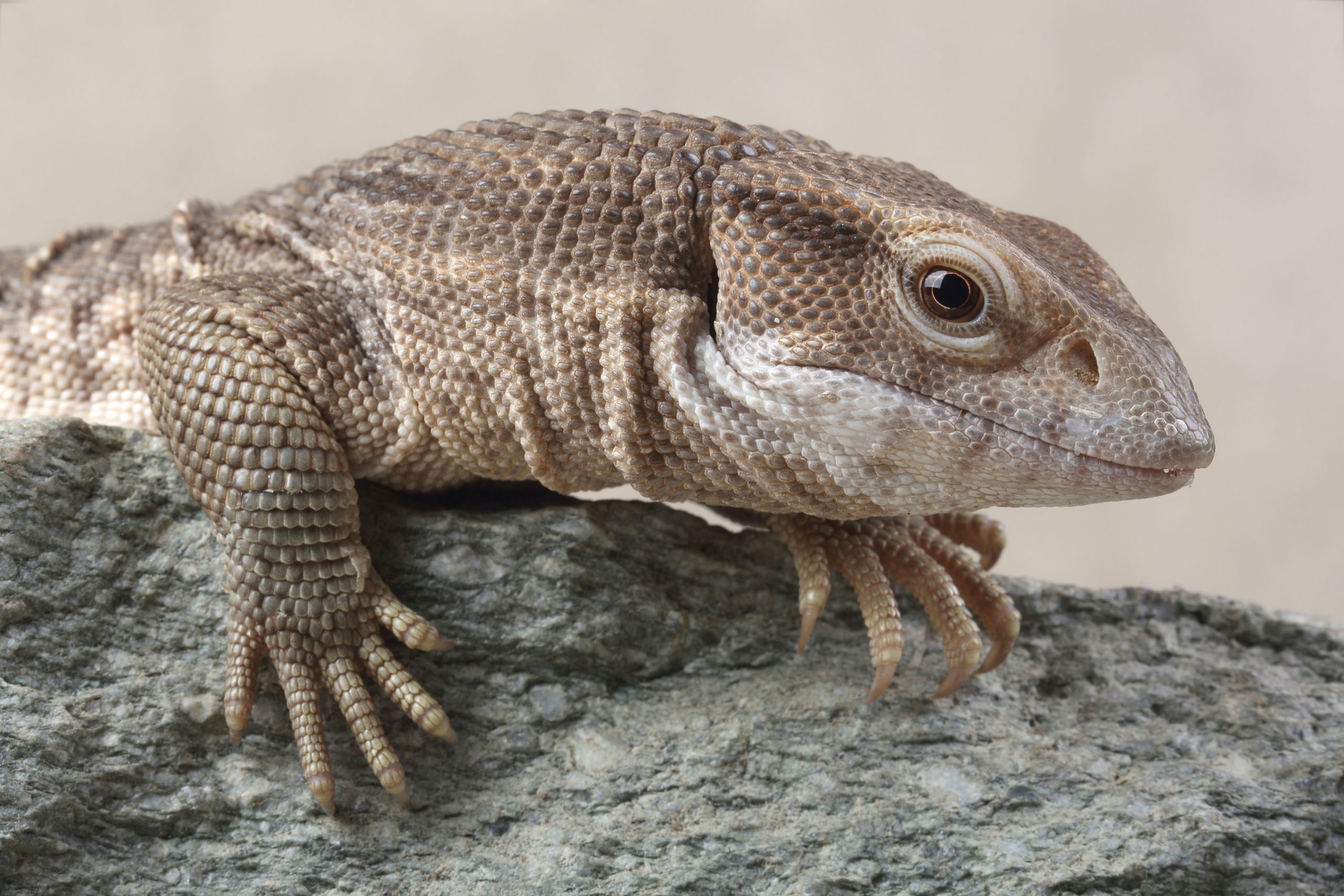 Savannah Monitors For Sale: Best Places To Buy Them - Reptile Craze