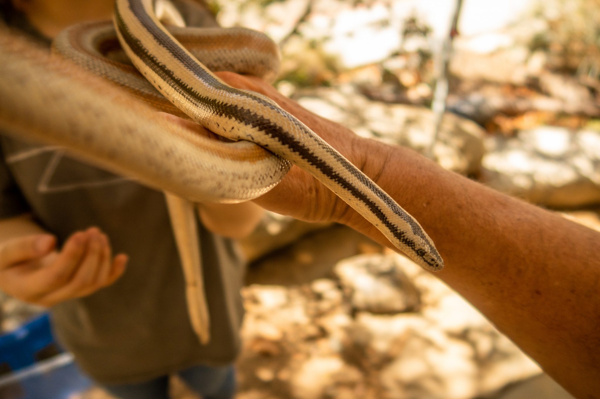 Do Rosy Boas Bite? Does It Hurt? - Reptile Craze