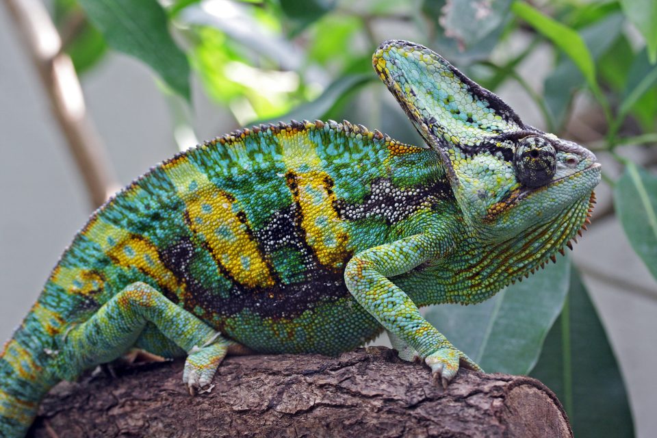 Veiled Chameleon Care Guide: Diet, Housing, Facts - Reptile Craze