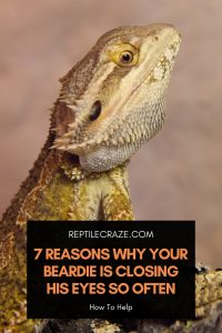 7 Reasons Why Your Bearded Dragon Closes Its Eyes - Reptile Craze