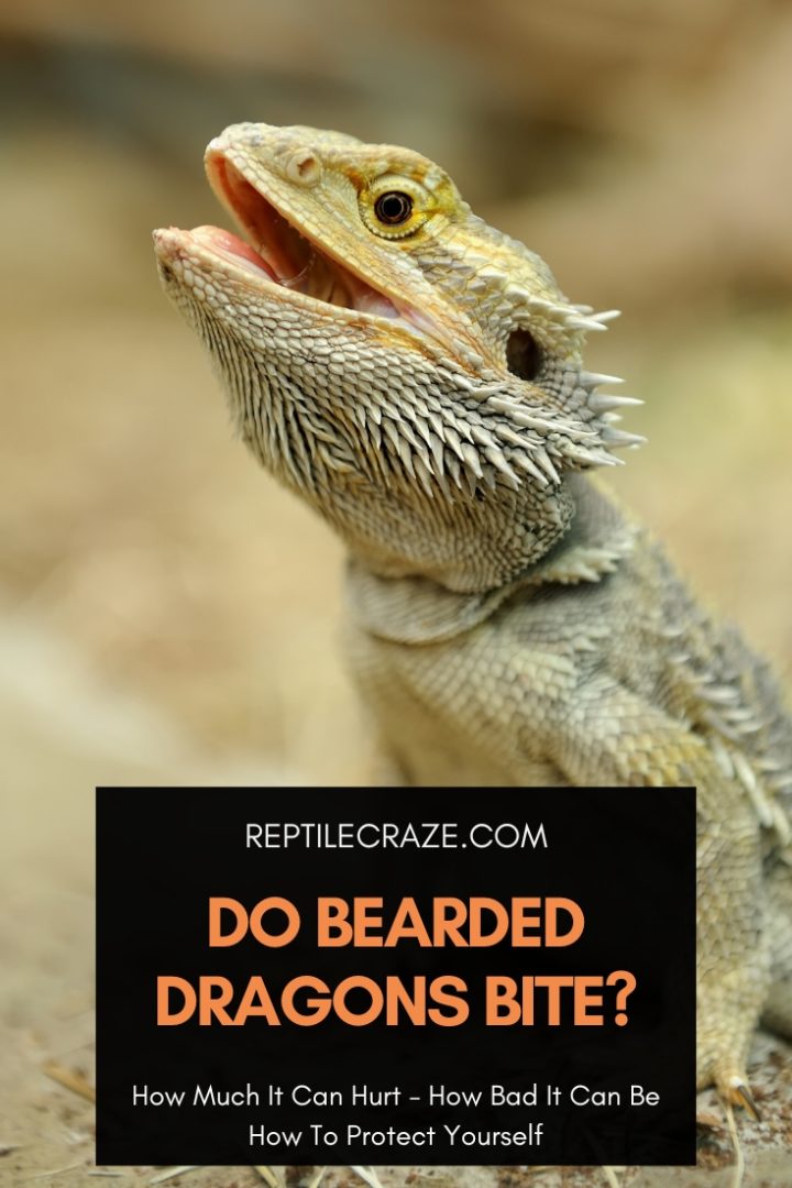 Bearded Dragon Bite: How Much It Hurts + How To Stop It - Reptile Craze