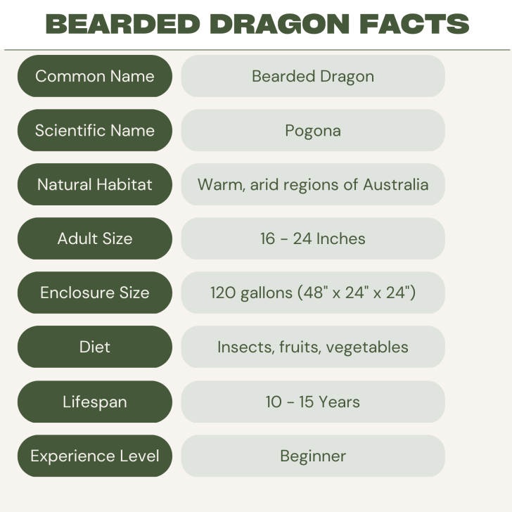Bearded Dragon Care Guide: Diet, Housing, Facts - Reptile Craze