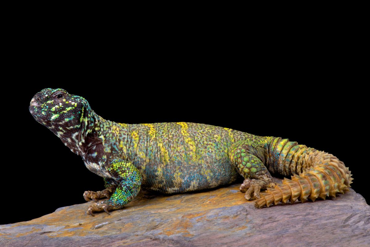 9 Reptiles That Are Great For A 120-Gallon Tank - Reptile Craze