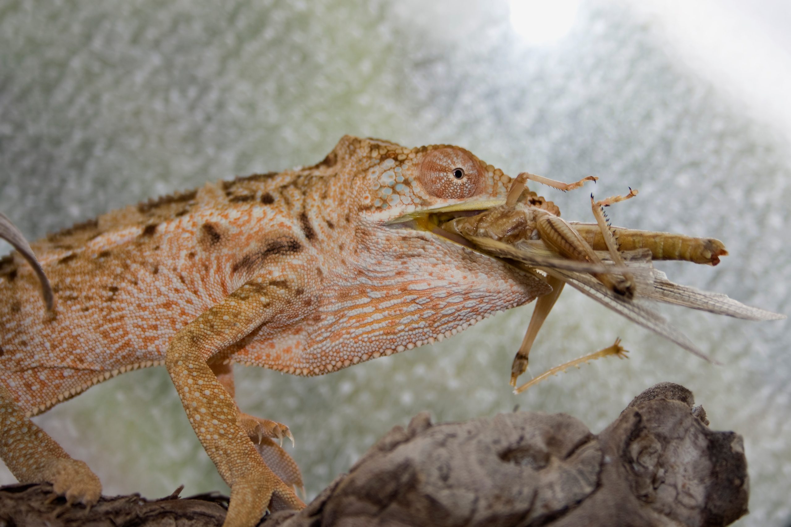 10 Reasons Why Your Chameleon Throws Up + How To Help - Reptile Craze