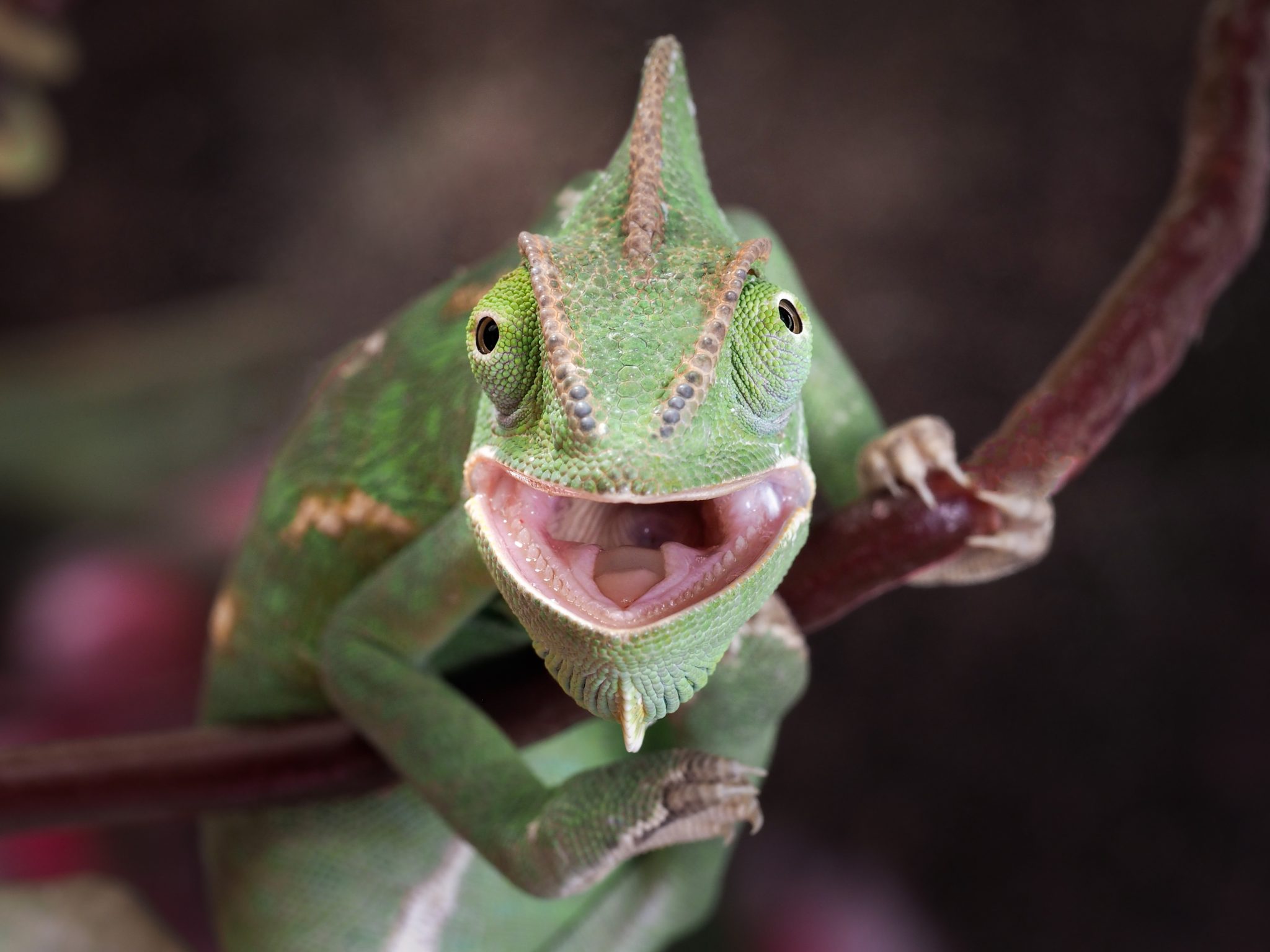 Gout In Chameleons: Symptoms, Causes, Treatment - Reptile Craze
