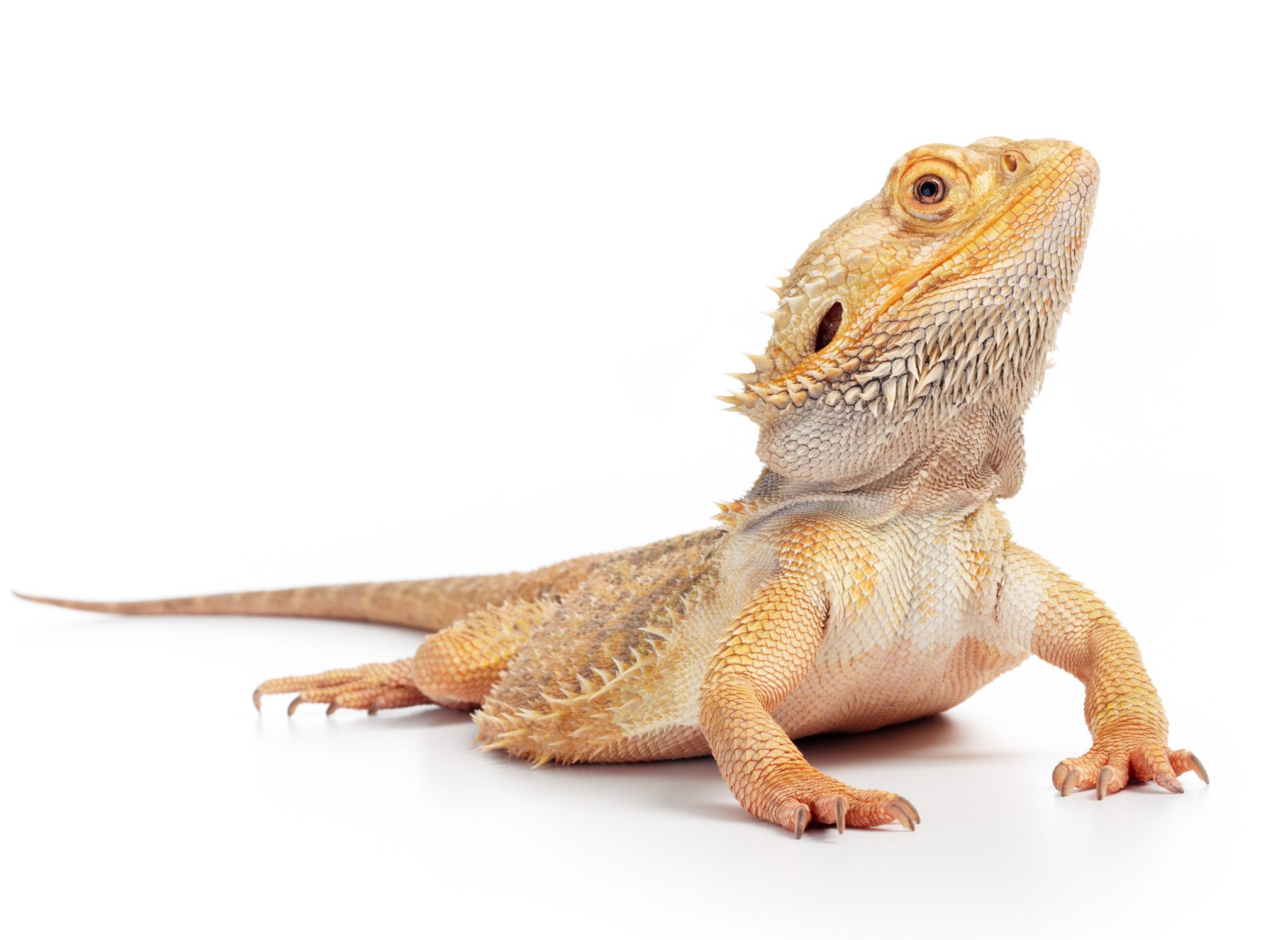 The 6 Best Tank Mates For Green Anoles - Reptile Craze