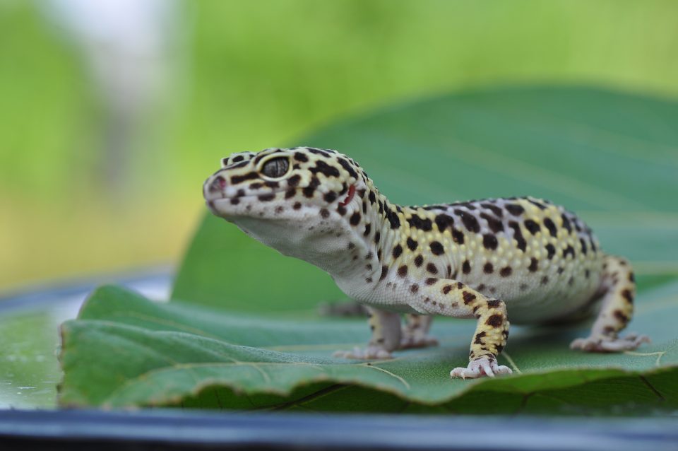 Leopard Gecko: Tail Rot - How to Treat and Prevent It - Reptile Craze
