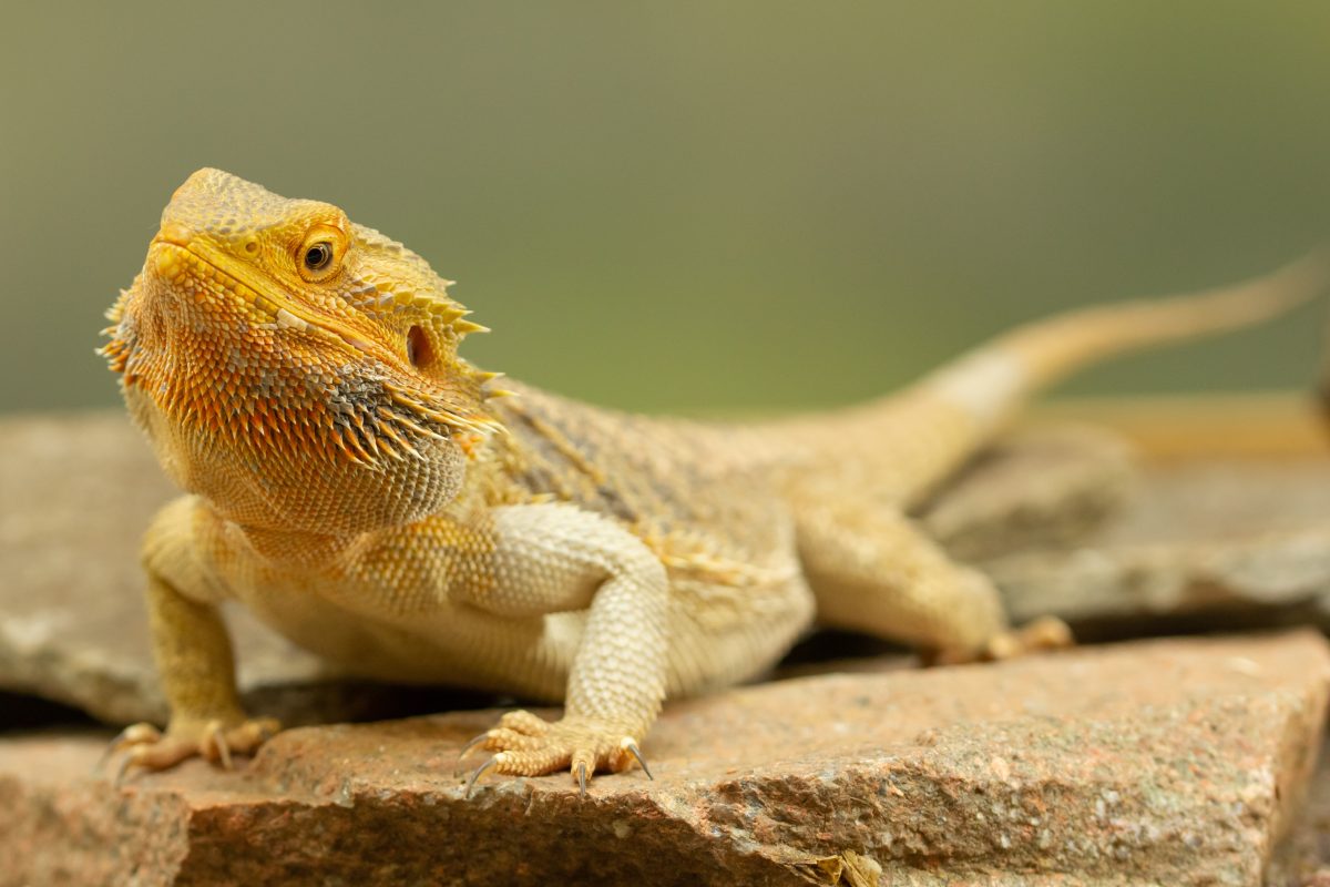 When Do Bearded Dragons Brumate? Season Of Year + Age - Reptile Craze
