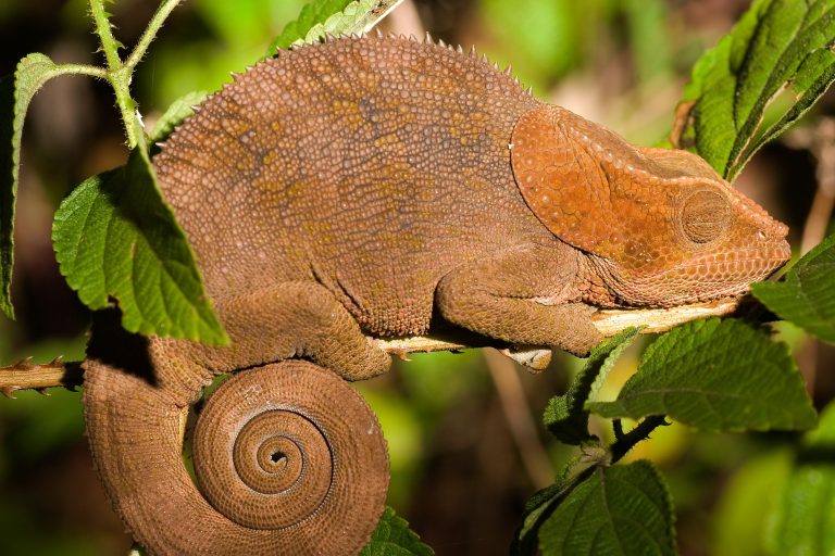 7 Signs That Your Chameleon Is Dying + How To Help - Reptile Craze