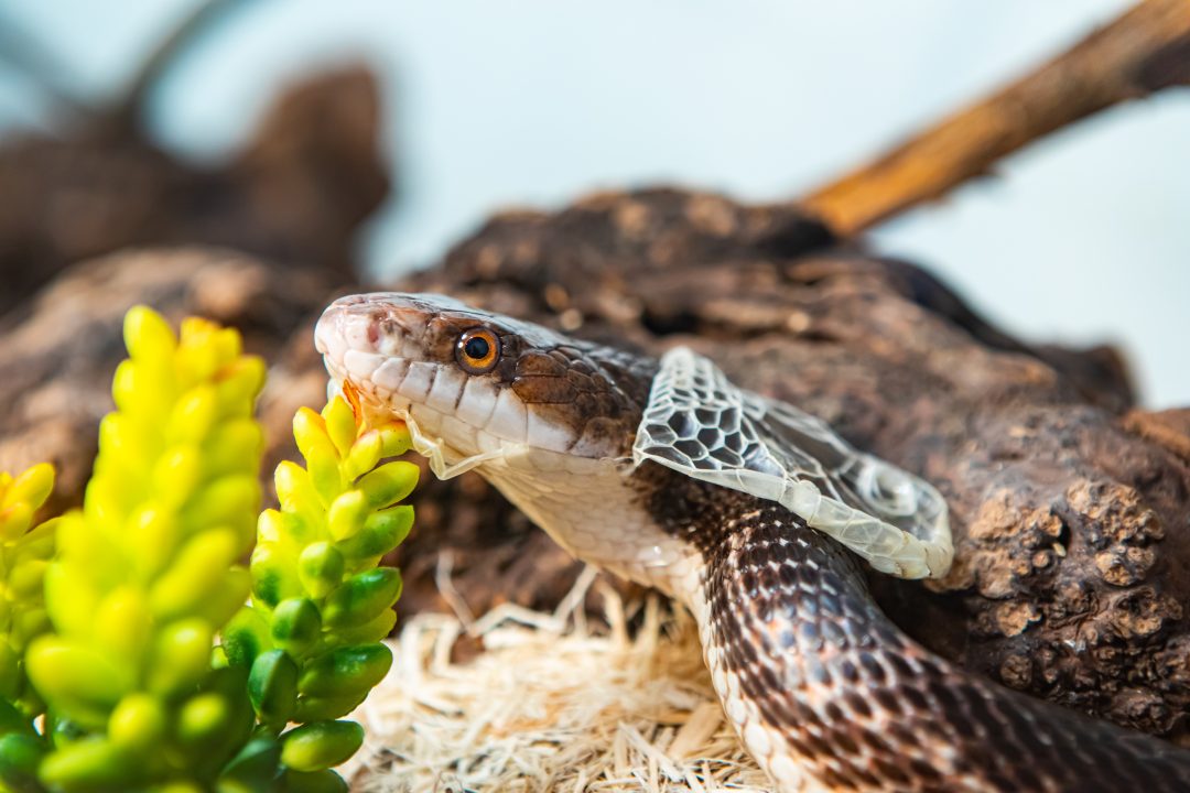 10 Reasons Why Your Snake Is Not Eating And How To Help - Reptile Craze