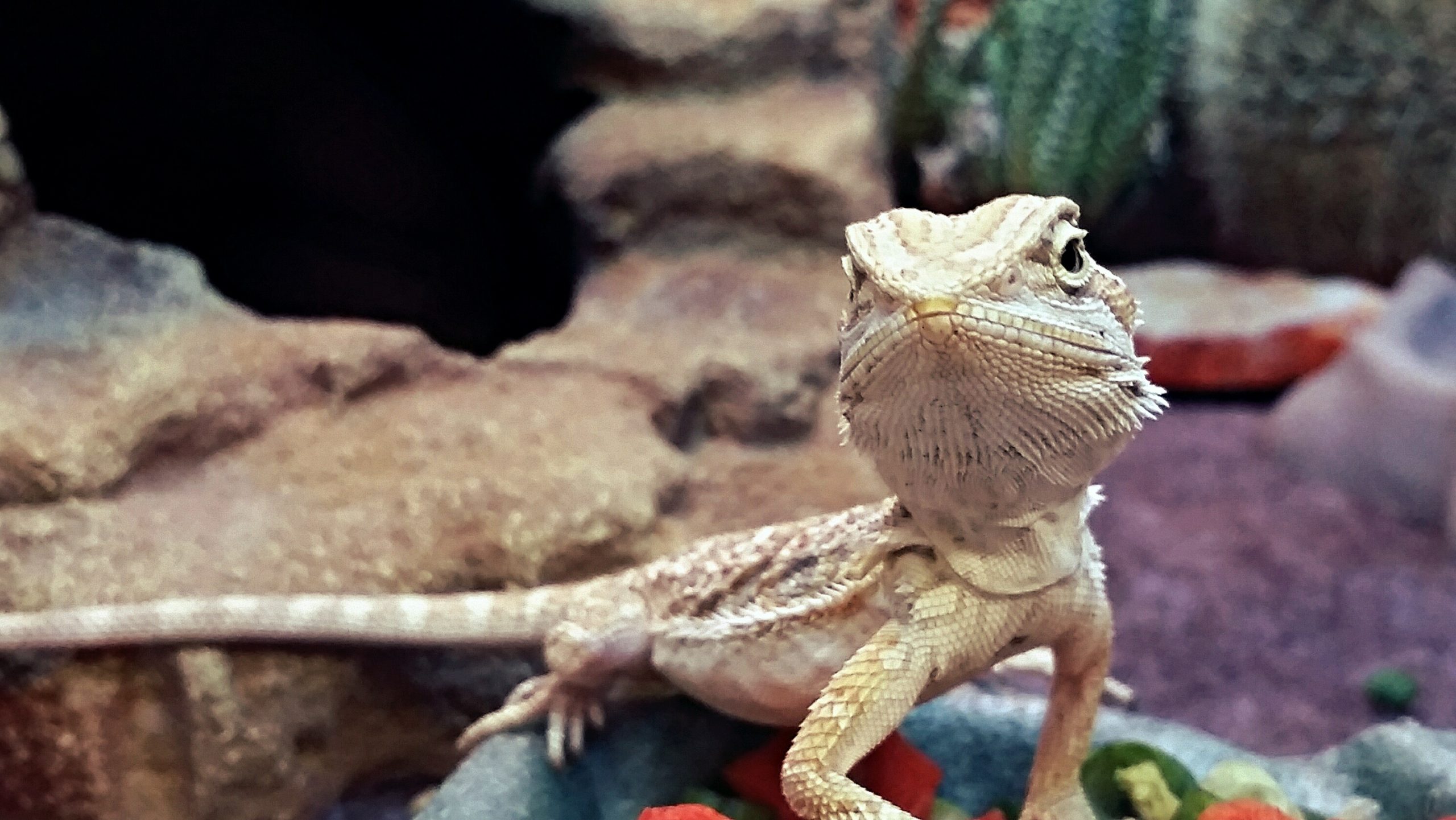 Why Your Bearded Dragon's Poop Is White - Reptile Craze