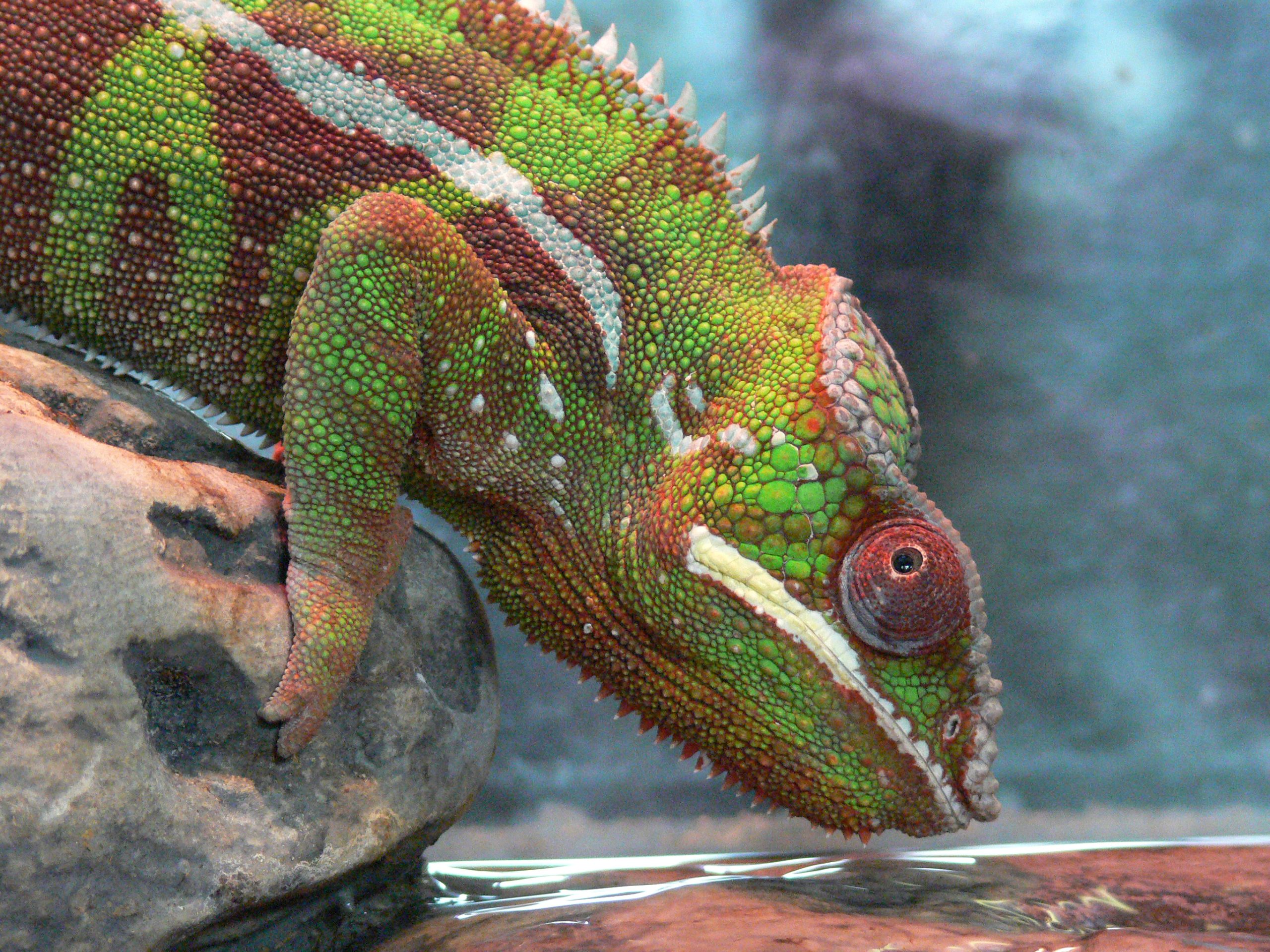 How To Get Your Chameleon To Drink Water - Reptile Craze
