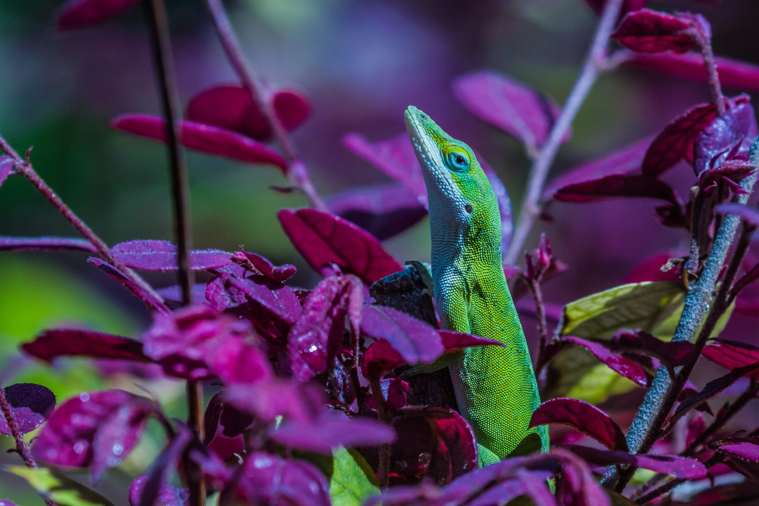 50 Awesome Names For Pet Green Anoles - Reptile Craze