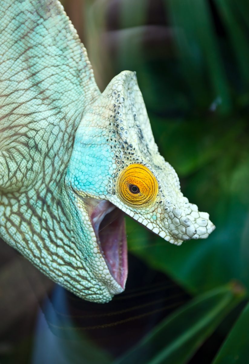 Mouth Rot In Chameleons: Symptoms, Treatment, Causes - Reptile Craze