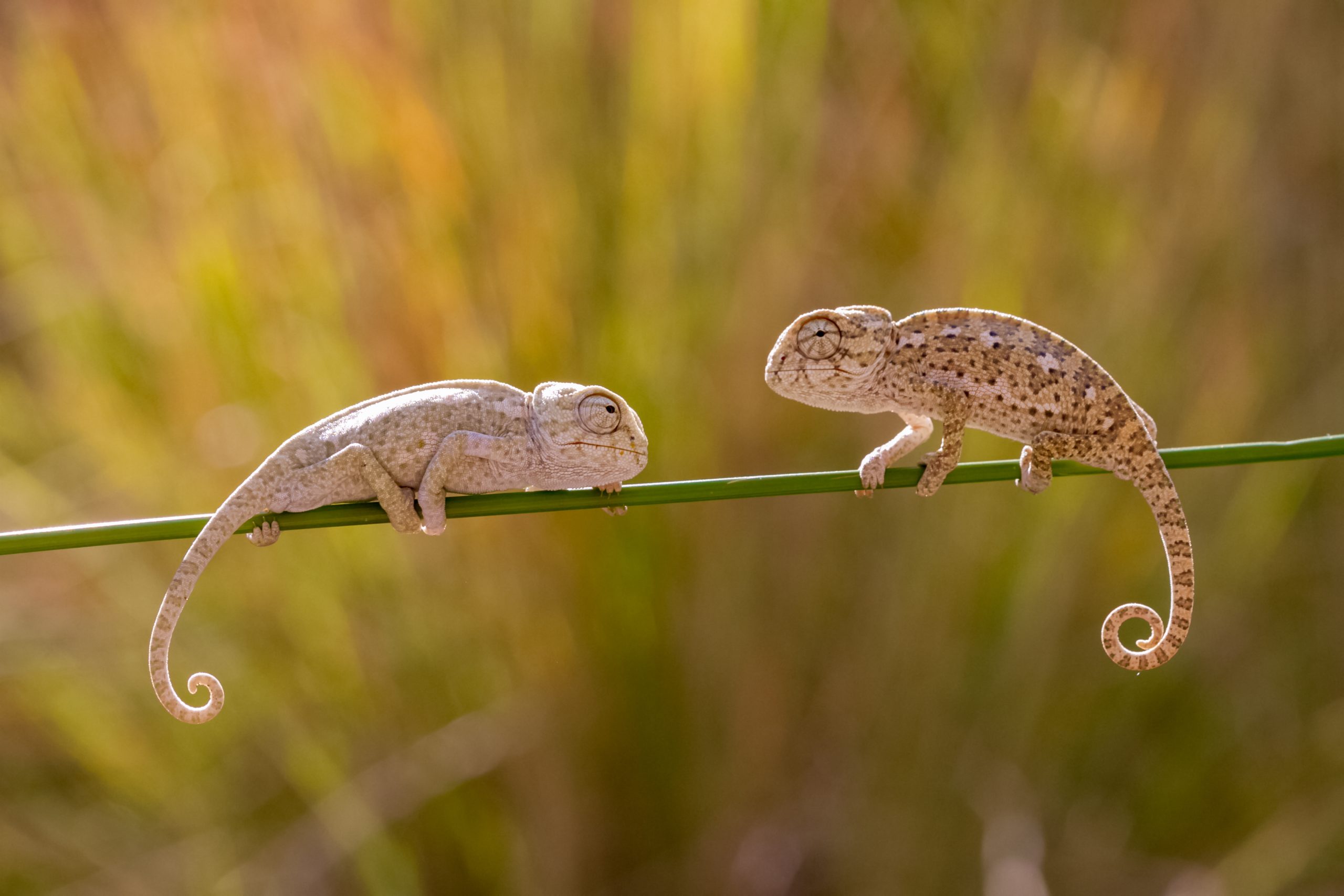 Is It Normal For Chameleons To Fall? What This May Mean - Reptile Craze