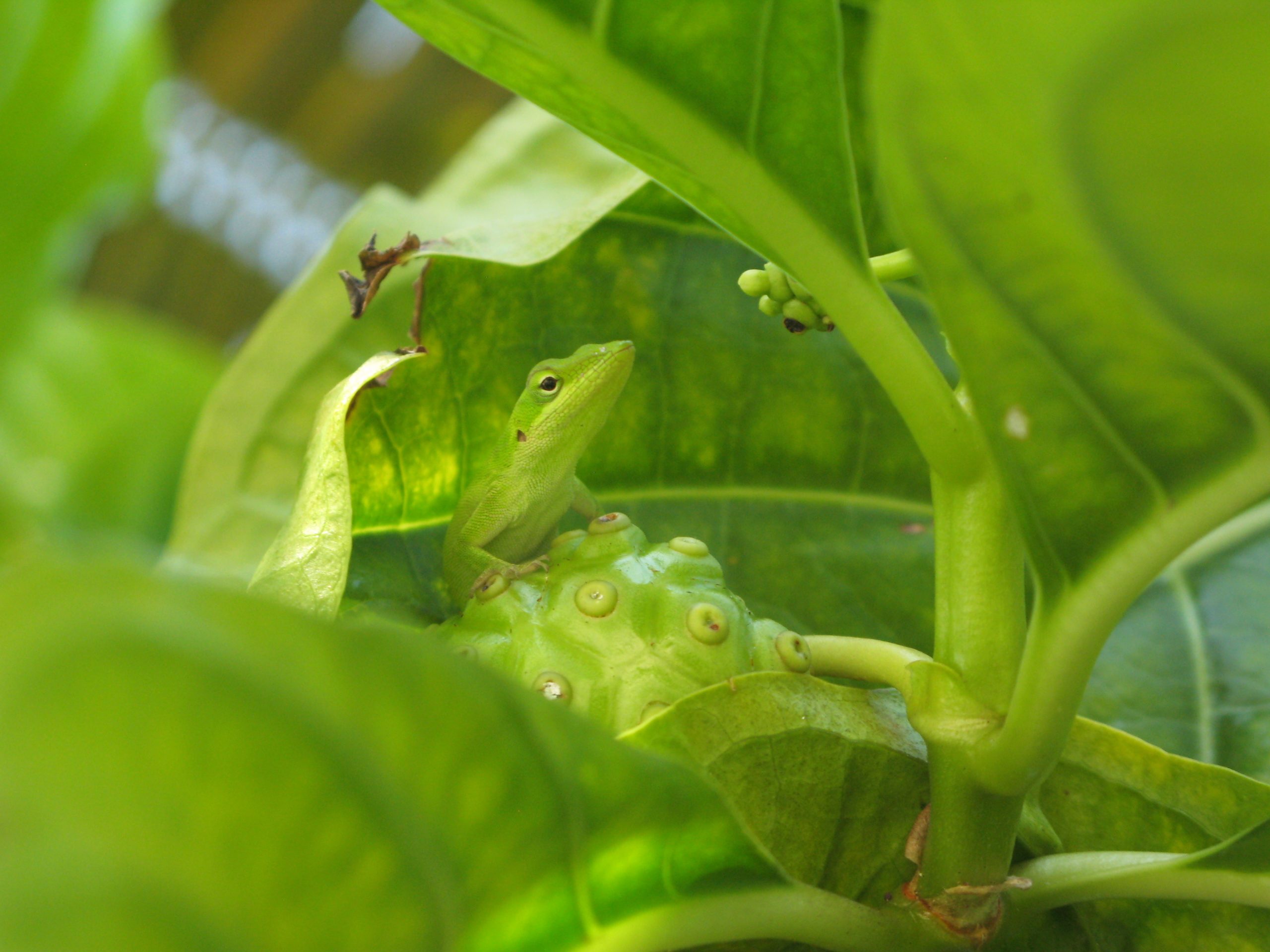 Green Anole Egg Care Guide And Breeding Facts - Reptile Craze