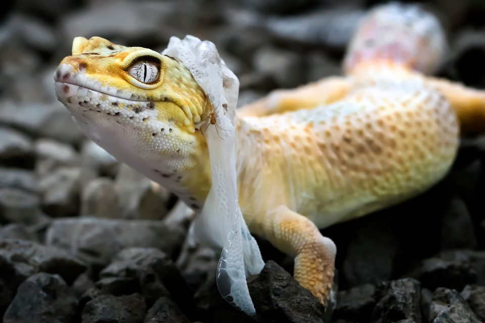 Leopard Gecko: Tail Rot – How to Treat and Prevent It – Reptile Craze