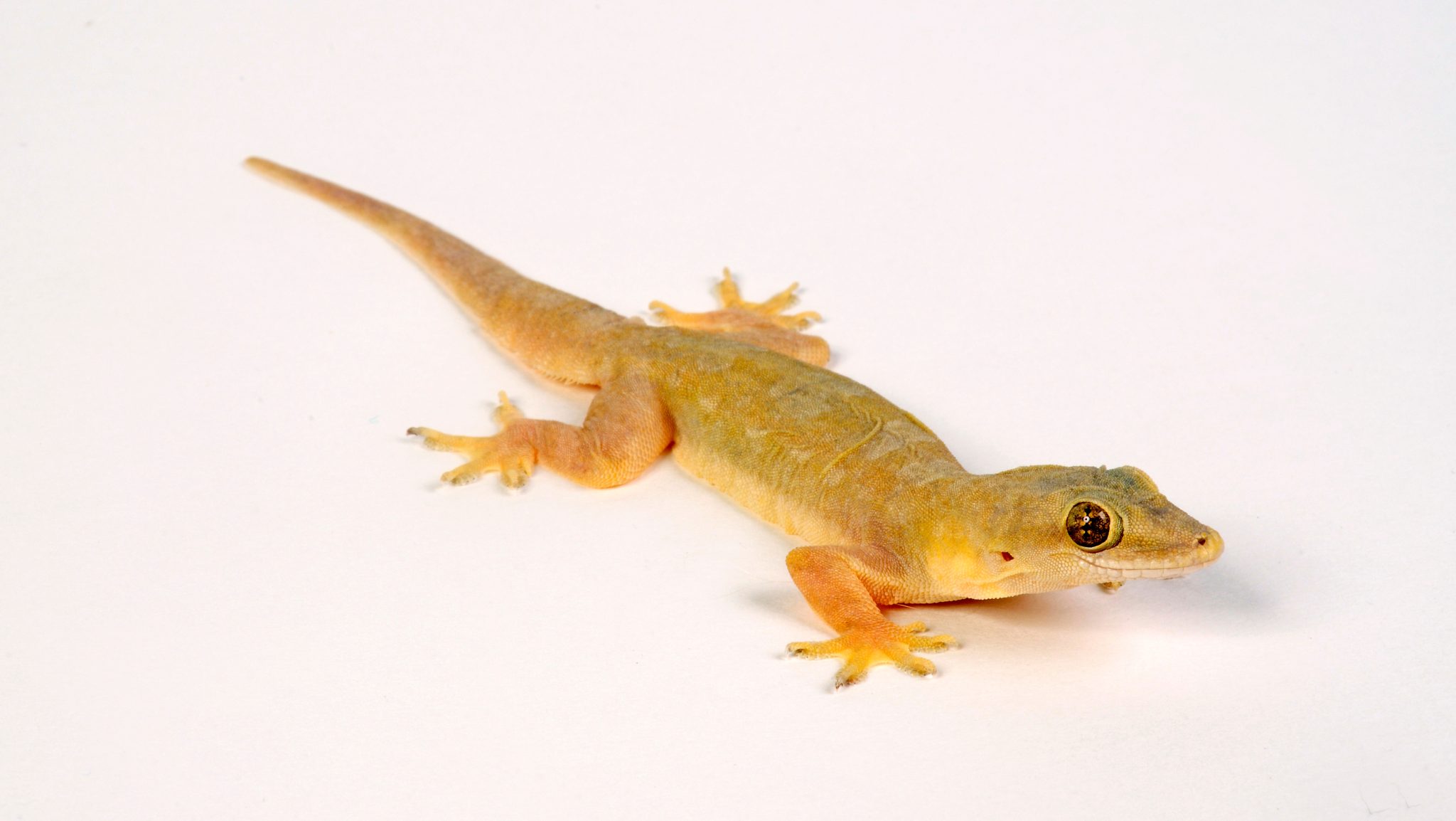 The 6 Best Tank Mates For Green Anoles – Reptile Craze