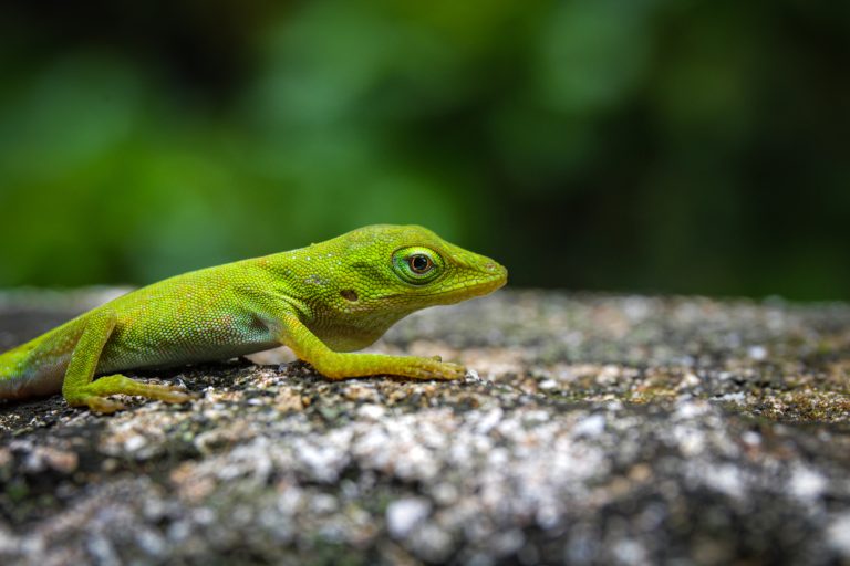 Green Anole Egg Care Guide And Breeding Facts - Reptile Craze