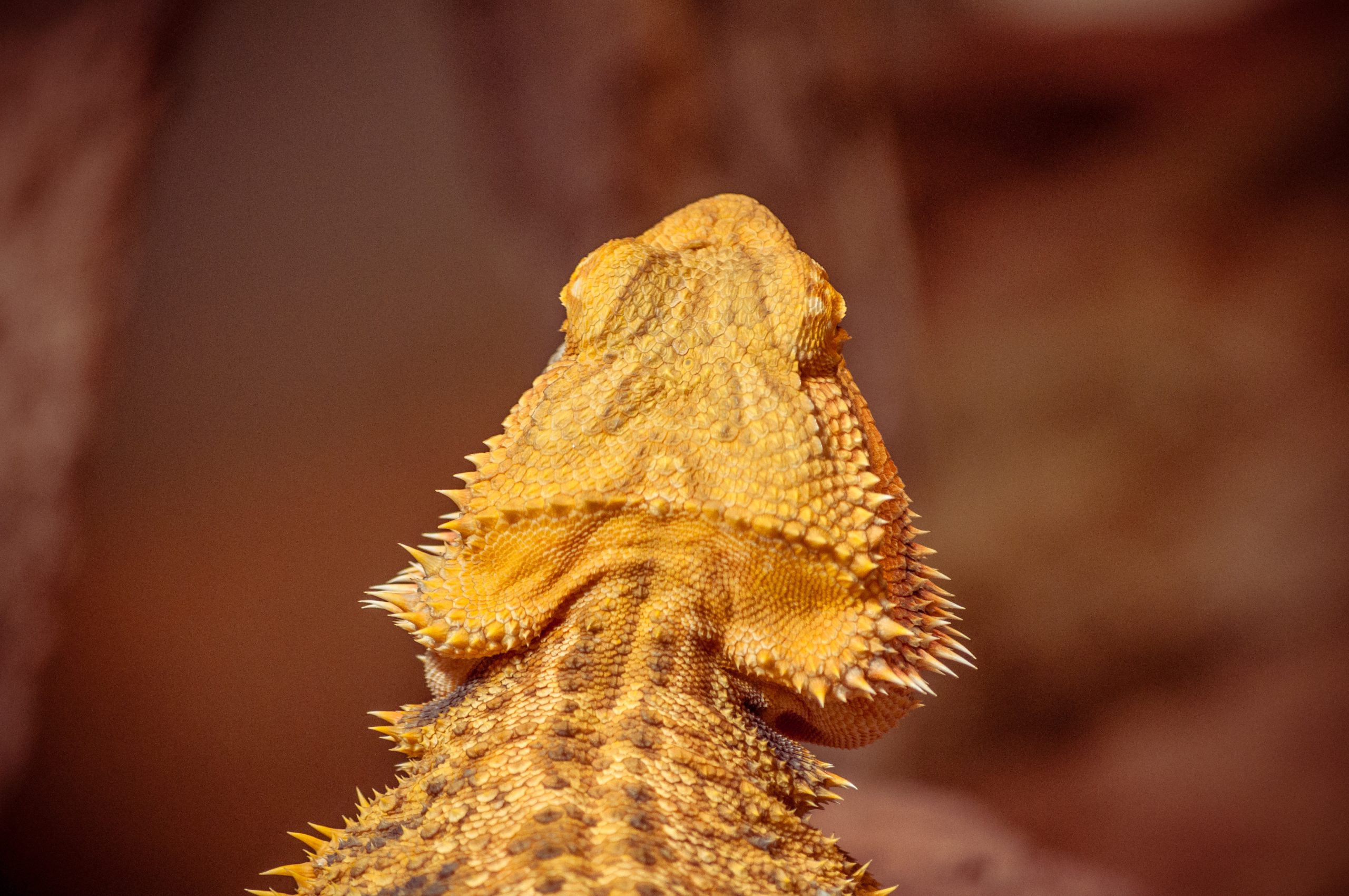 How Long Can A Bearded Dragon Be On Its Back? - Reptile Craze