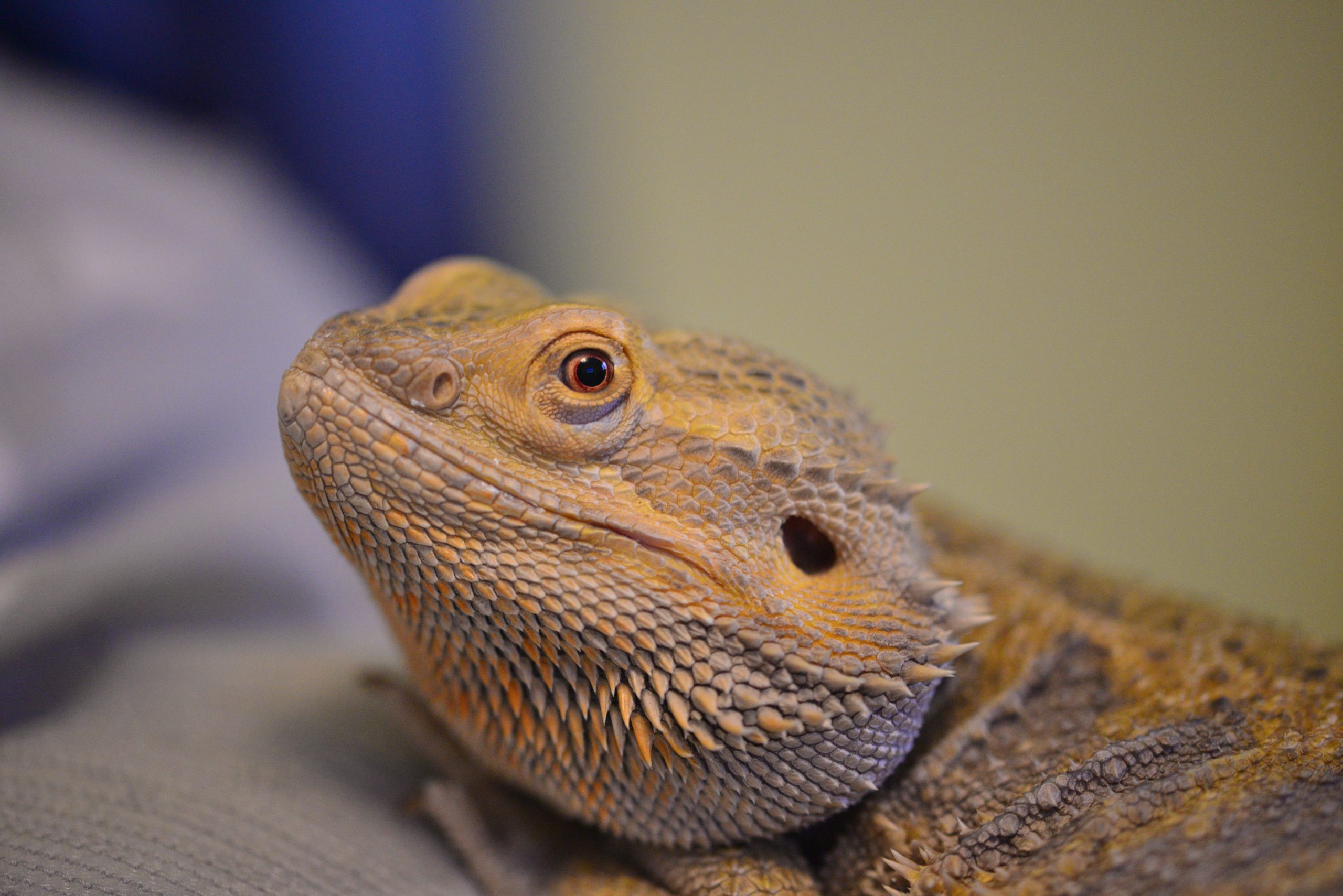 Undigested Food In Bearded Dragon Poop: Causes & Solutions - Reptile Craze