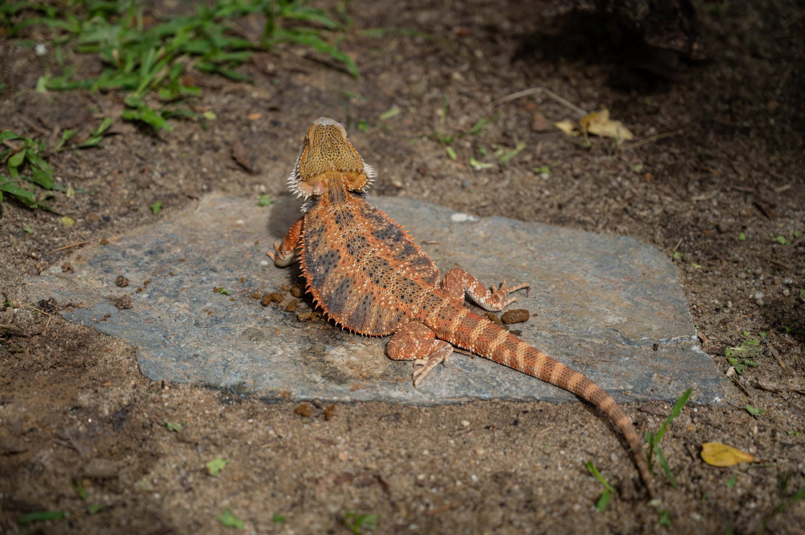Why Your Bearded Dragon's Poop Smells So Bad - Reptile Craze