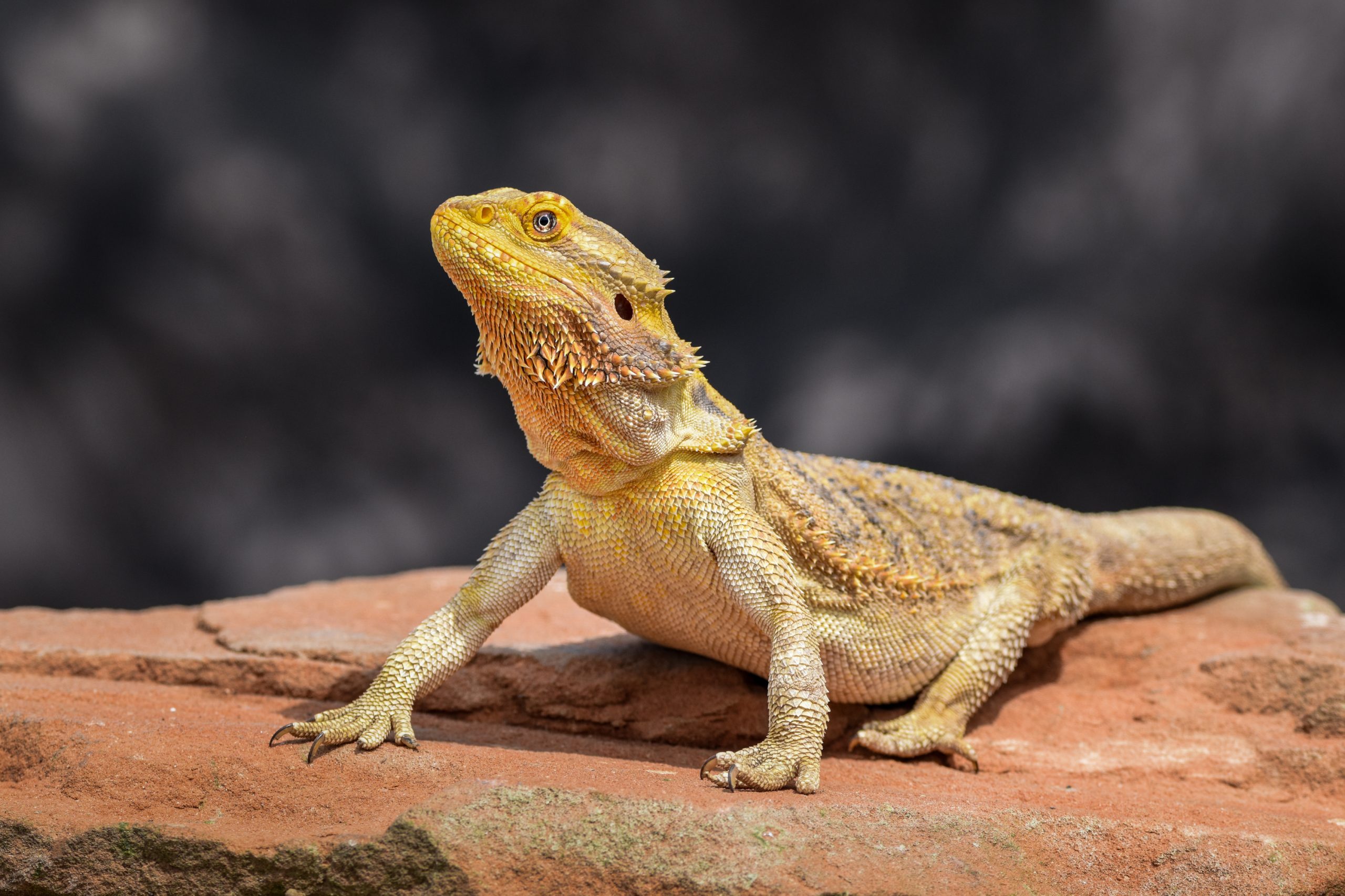 Why Your Bearded Dragon's Back Legs Are Paralyzed - Reptile Craze
