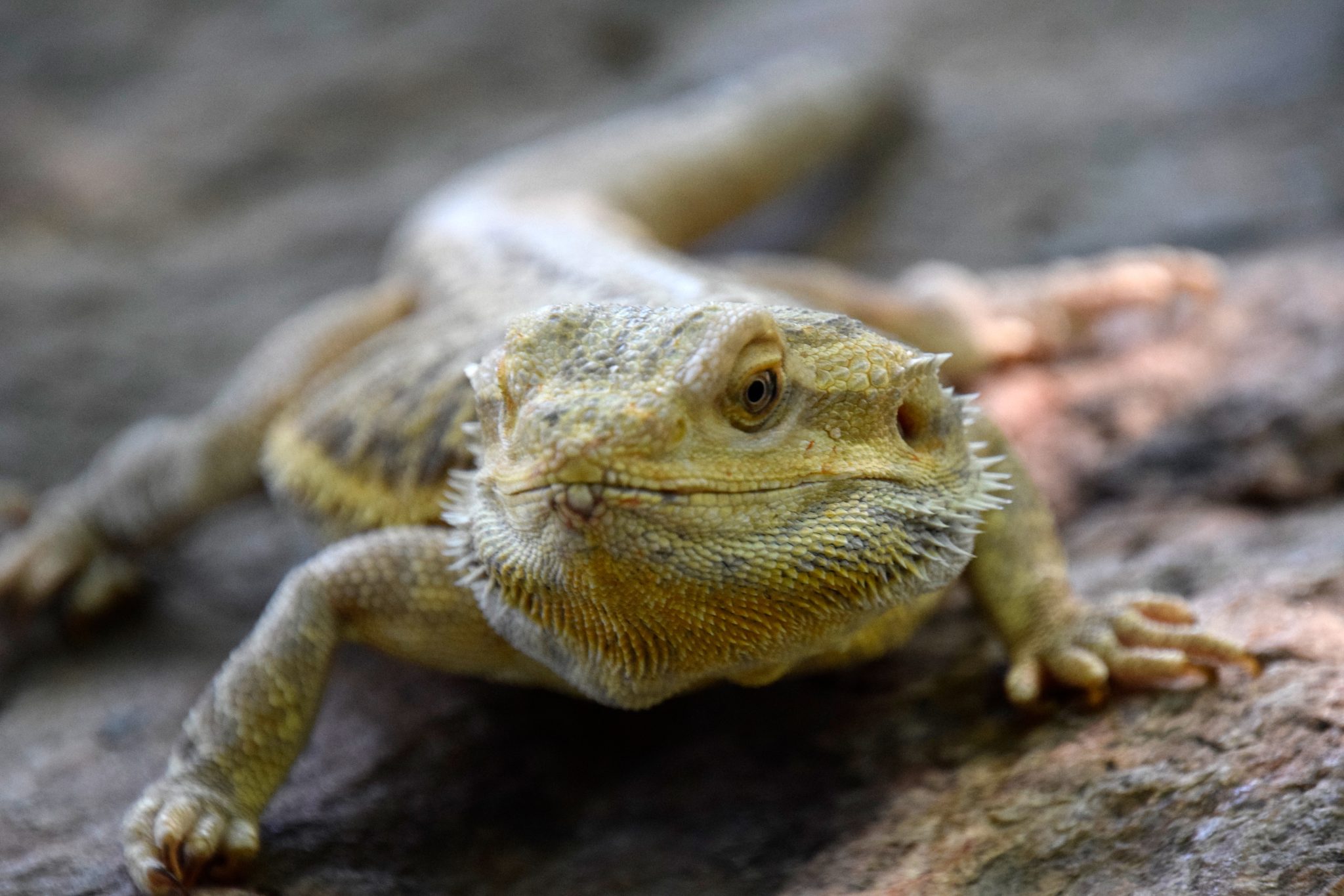 Why Your Bearded Dragon's Back Legs Are Paralyzed - Reptile Craze