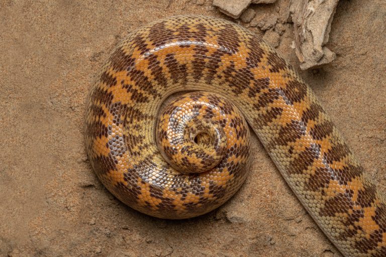 Arabian Sand Boa Care: Diet, Setup, Facts - Reptile Craze