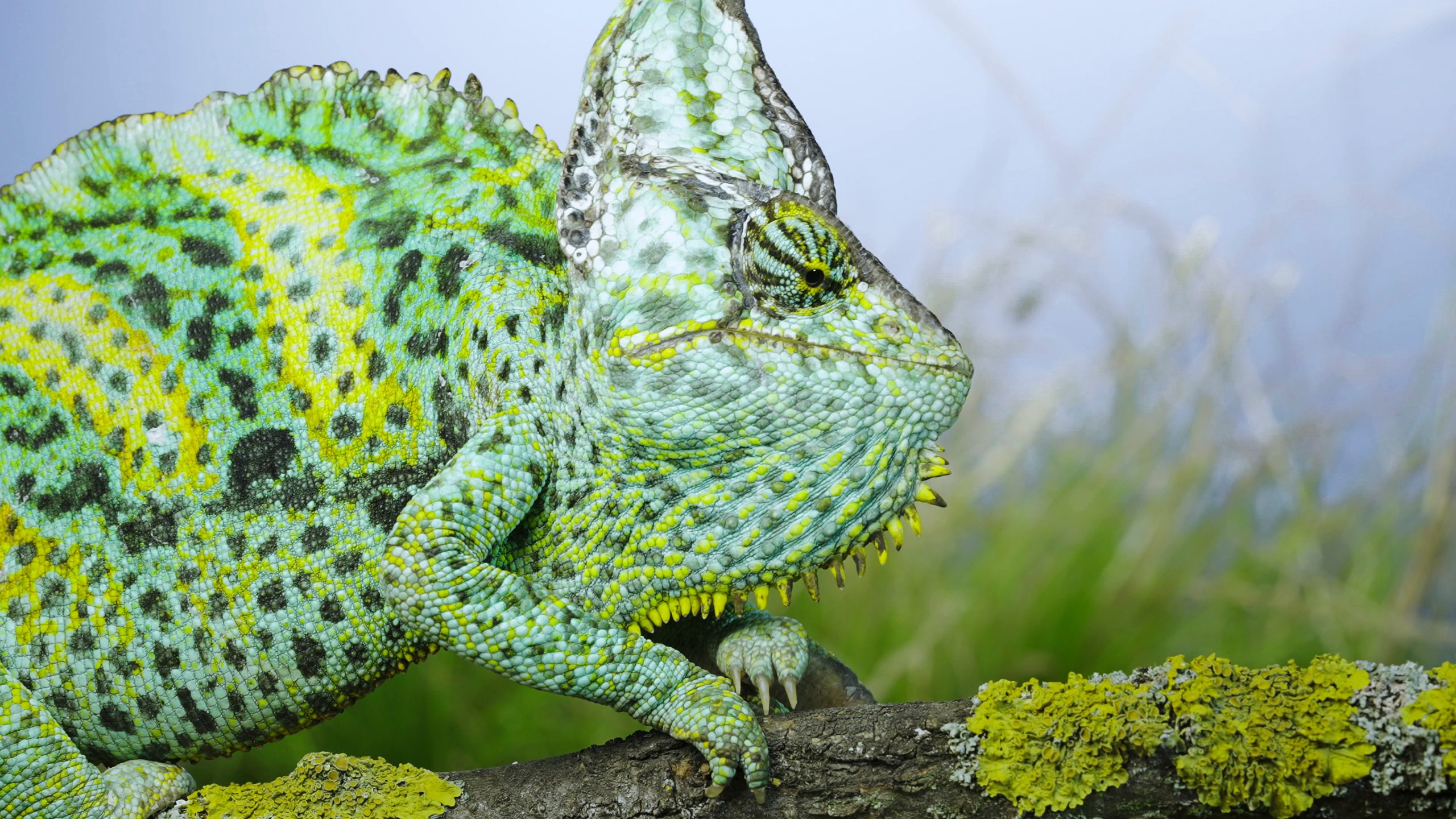 3 Reasons Why Your Chameleon Is So Aggressive - Reptile Craze