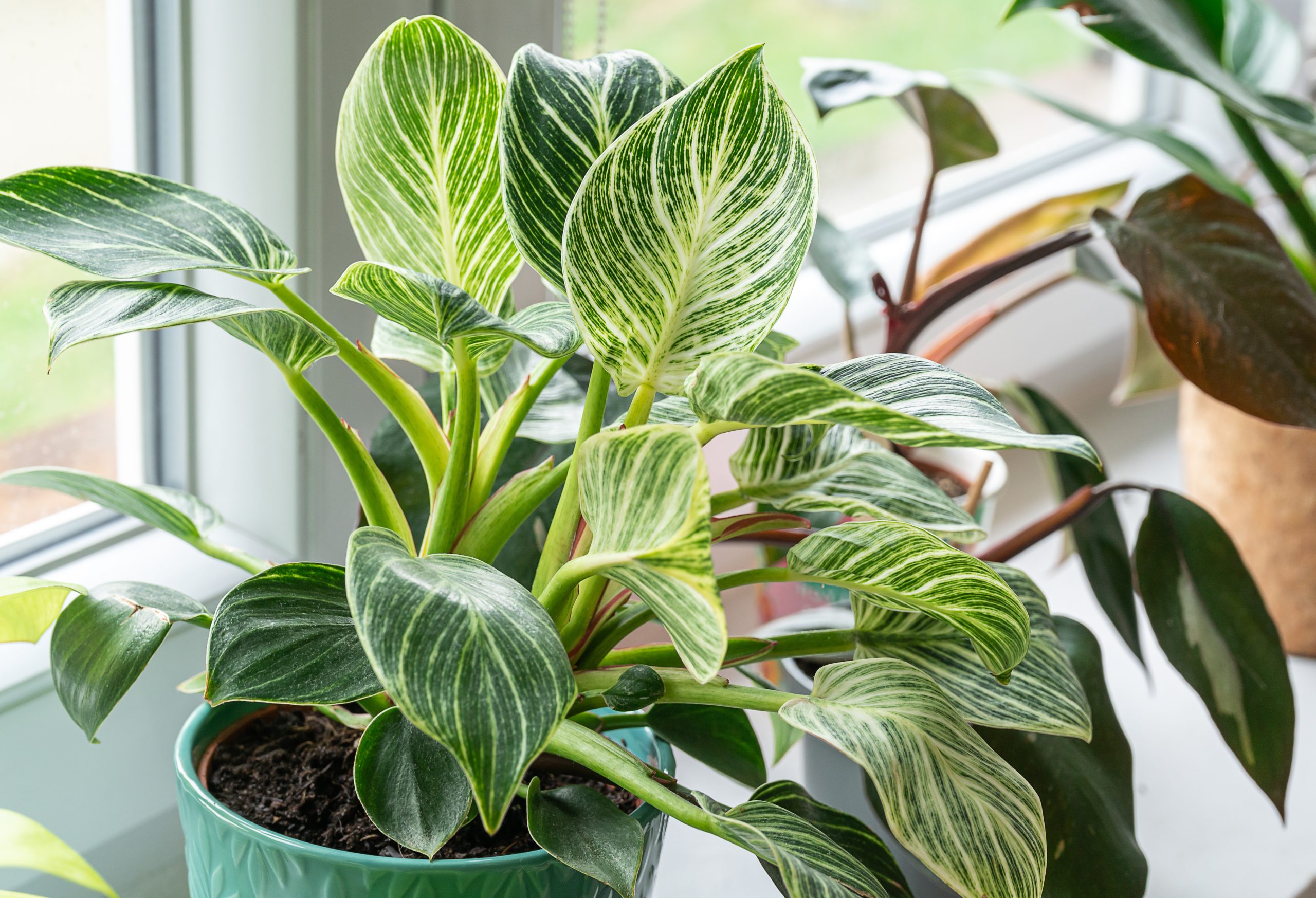 The 6 Best Plants For Anole Terrariums - Reptile Craze