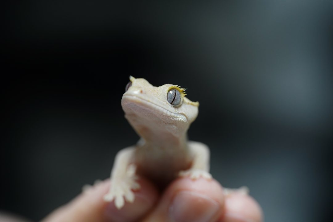 Eye Infections In Crested Gecko: Symptoms And What To Do Now - Reptile ...