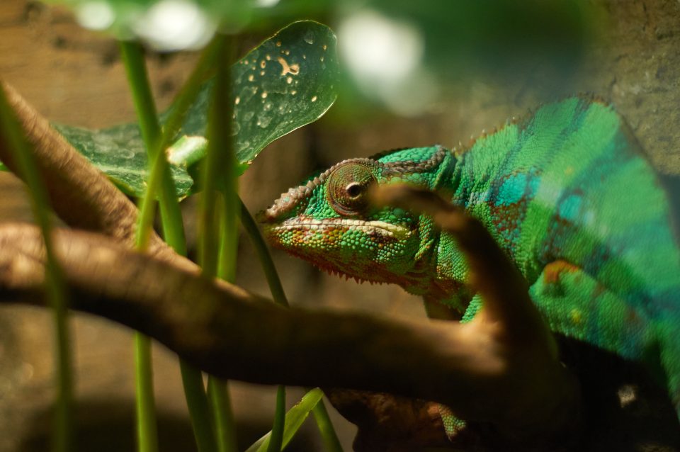 10 Reasons Why Your Chameleon Throws Up + How To Help - Reptile Craze